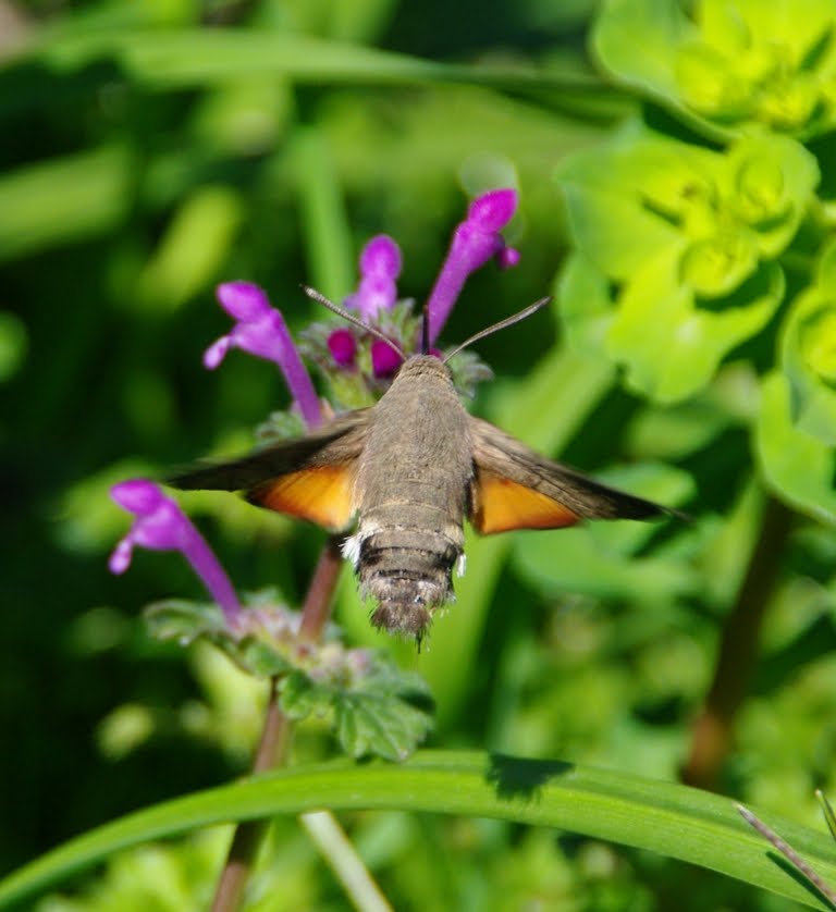 Pescalune Photo: Moro Sphinx (Macroglossum stellatarum), Hummingbird ...